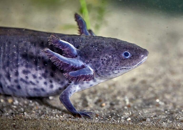 The Fight for Survival: Why is the Axolotl Endangered?