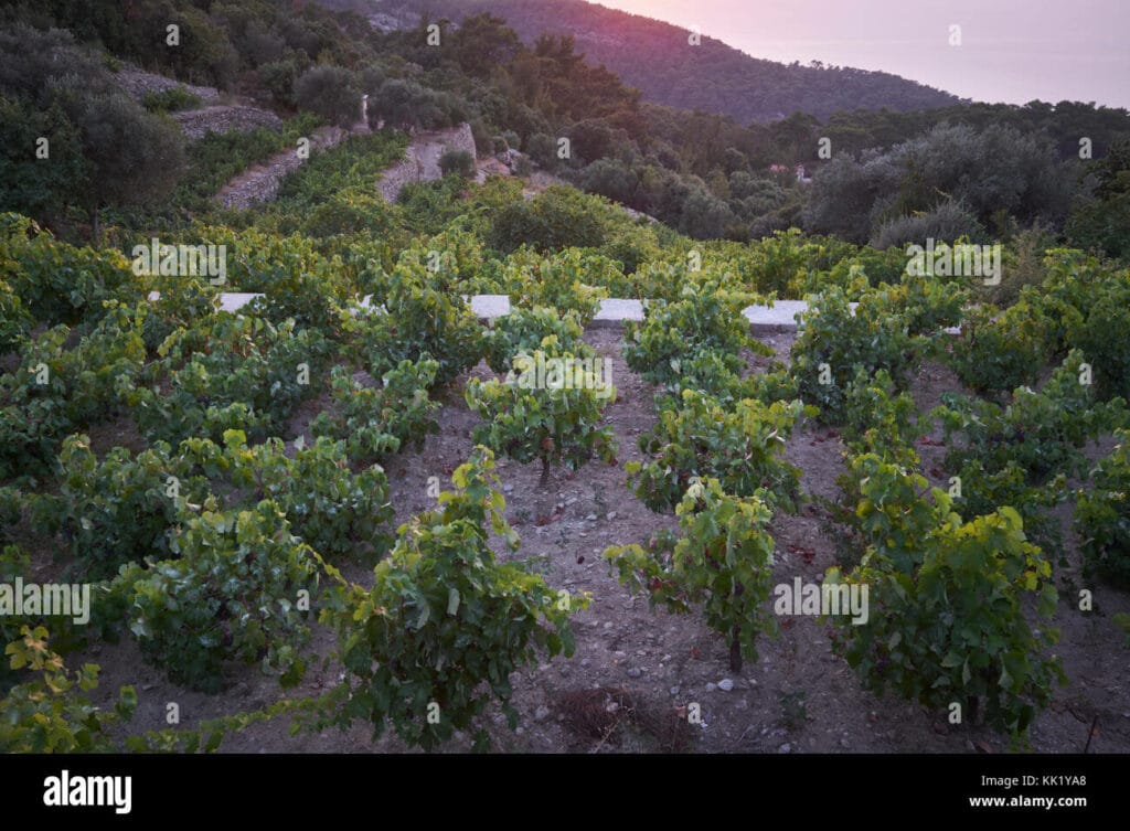 Uncorking Ikaria's Ancient Vines: A Journey Through Greek Wine and ...