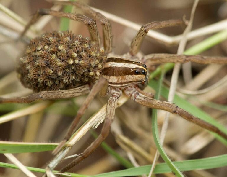 Unveiling the Secrets: Wolf Spiders and Their Vital Role in Cranberry Bogs
