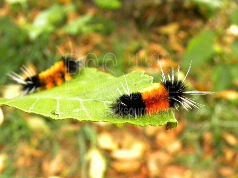 Woolly Bear Caterpillars: Myths, Magic, and the Truth About These Fuzzy ...