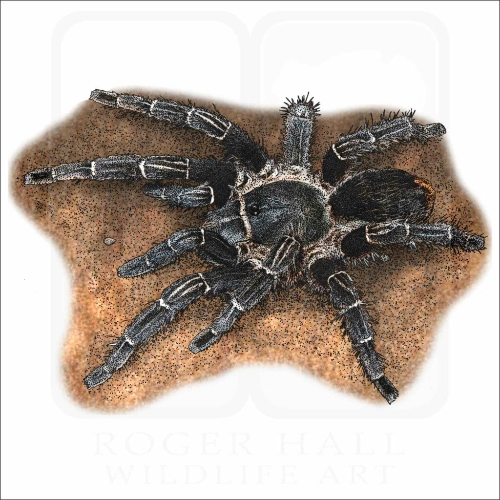Gooty Sapphire Ornamental Tarantula: A Complete Guide (Care, Habitat ...
