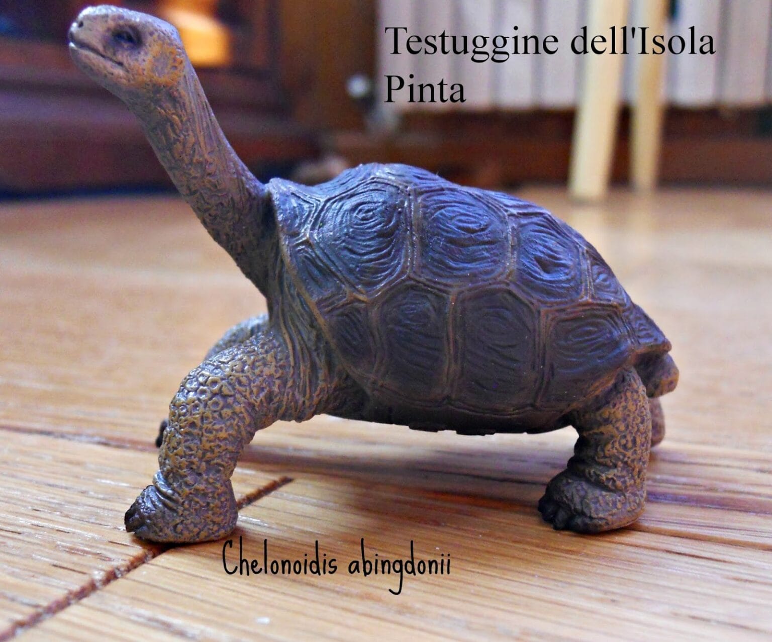Lonesome George's Legacy: The Abingdonii Tortoise and the Fight to ...