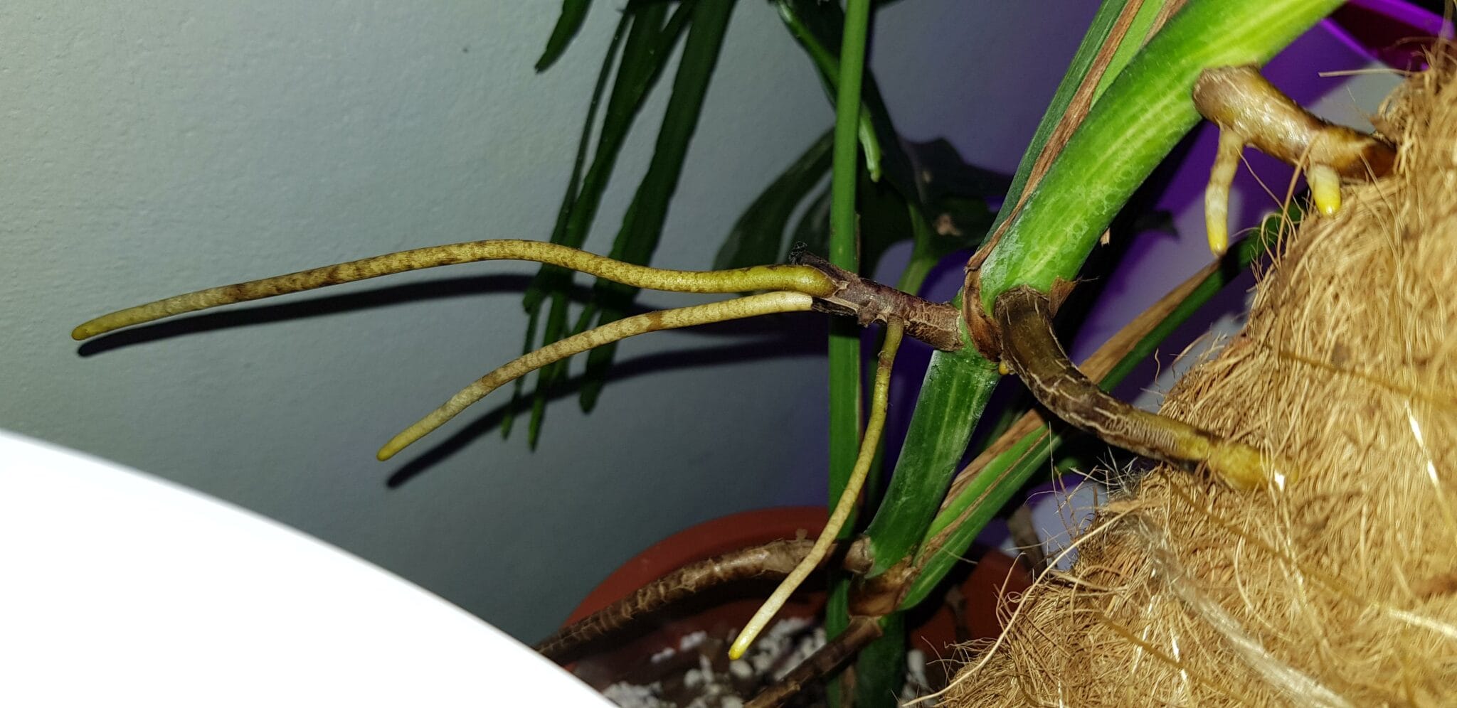 Monstera Aerial Roots: The Definitive Guide to Care, Propagation, and ...