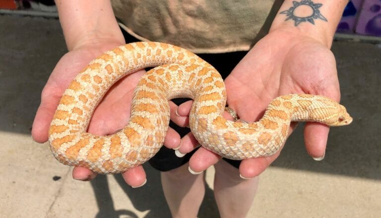 Albino Hognose Snake Morph: A Complete Guide to Genetics, Care, and ...