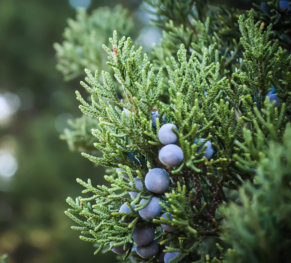 Identifying Alligator Juniper: A Comprehensive Guide to its ...