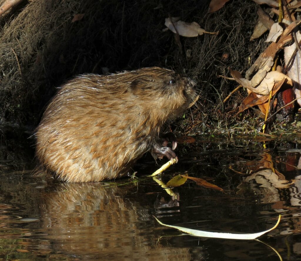 Are Muskrats Dangerous to Humans and Property? A Wildlife Expert's Guide