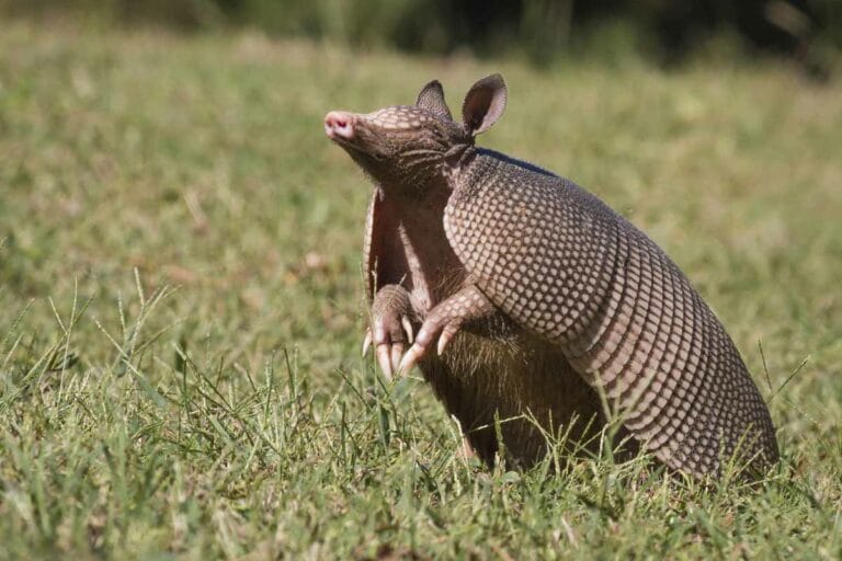 Armadillo Poop: A Comprehensive Guide to Identification, Location, and Health Risks
