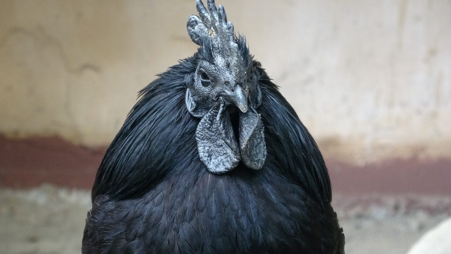 Ayam Cemani Eggs: A Complete Guide to the Lamborghini of Poultry