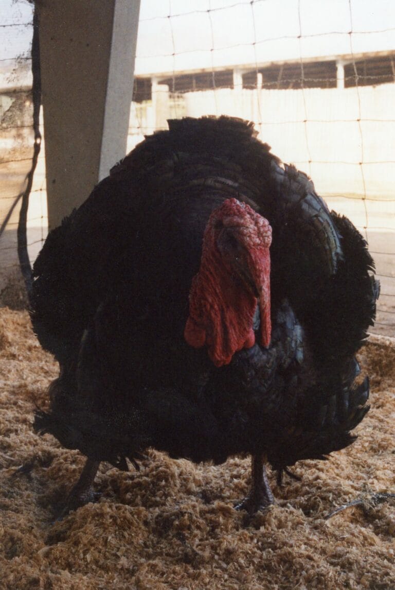 Broad Breasted Bronze Turkey: A Complete Guide for Farmers and Cooks