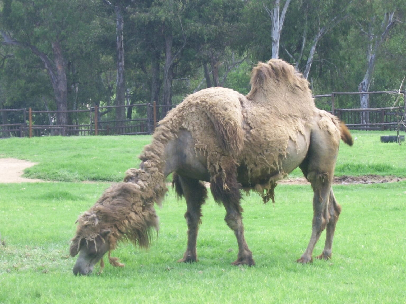 Camel Wides: Exploring the History, Variations, and Current Availability