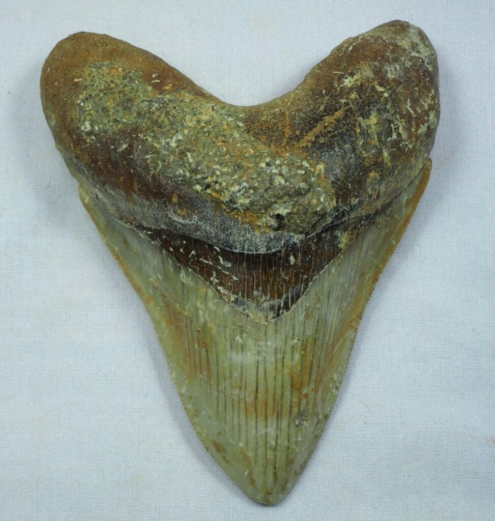 Decoding The Carcharocles Megalodon Tooth Size Serrations And