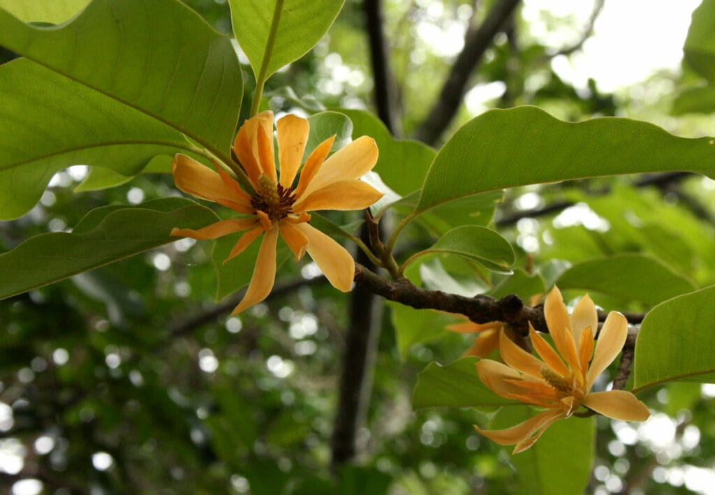 The Enchanting Champaca Tree: A Complete Guide to Growing, Care, and ...