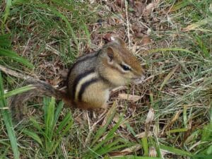Identifying Chipmunk Droppings: A Comprehensive Guide to Signs, Dangers ...