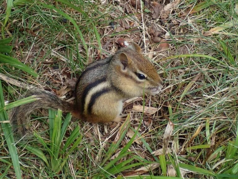 Identifying Chipmunk Droppings: A Comprehensive Guide to Signs, Dangers ...