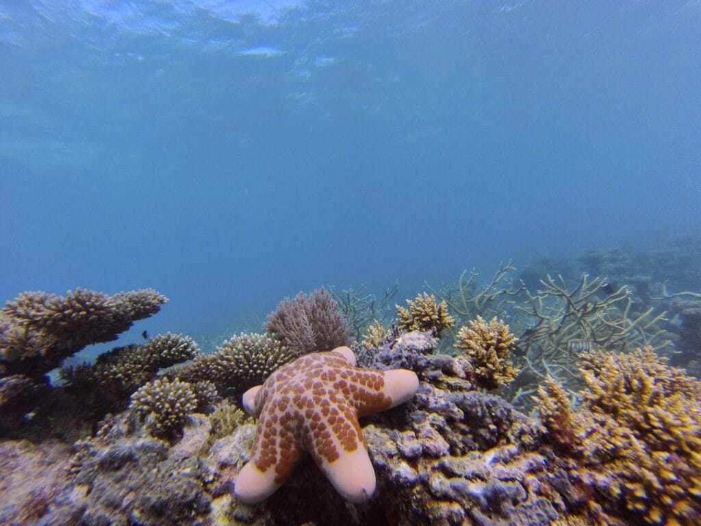 Choriaster Granulatus (Doughboy Starfish): A Comprehensive Guide