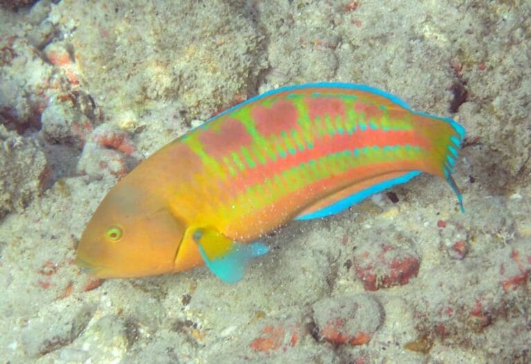 Christmas Wrasse: The Complete Guide to Care, Species, and Reef Tank ...
