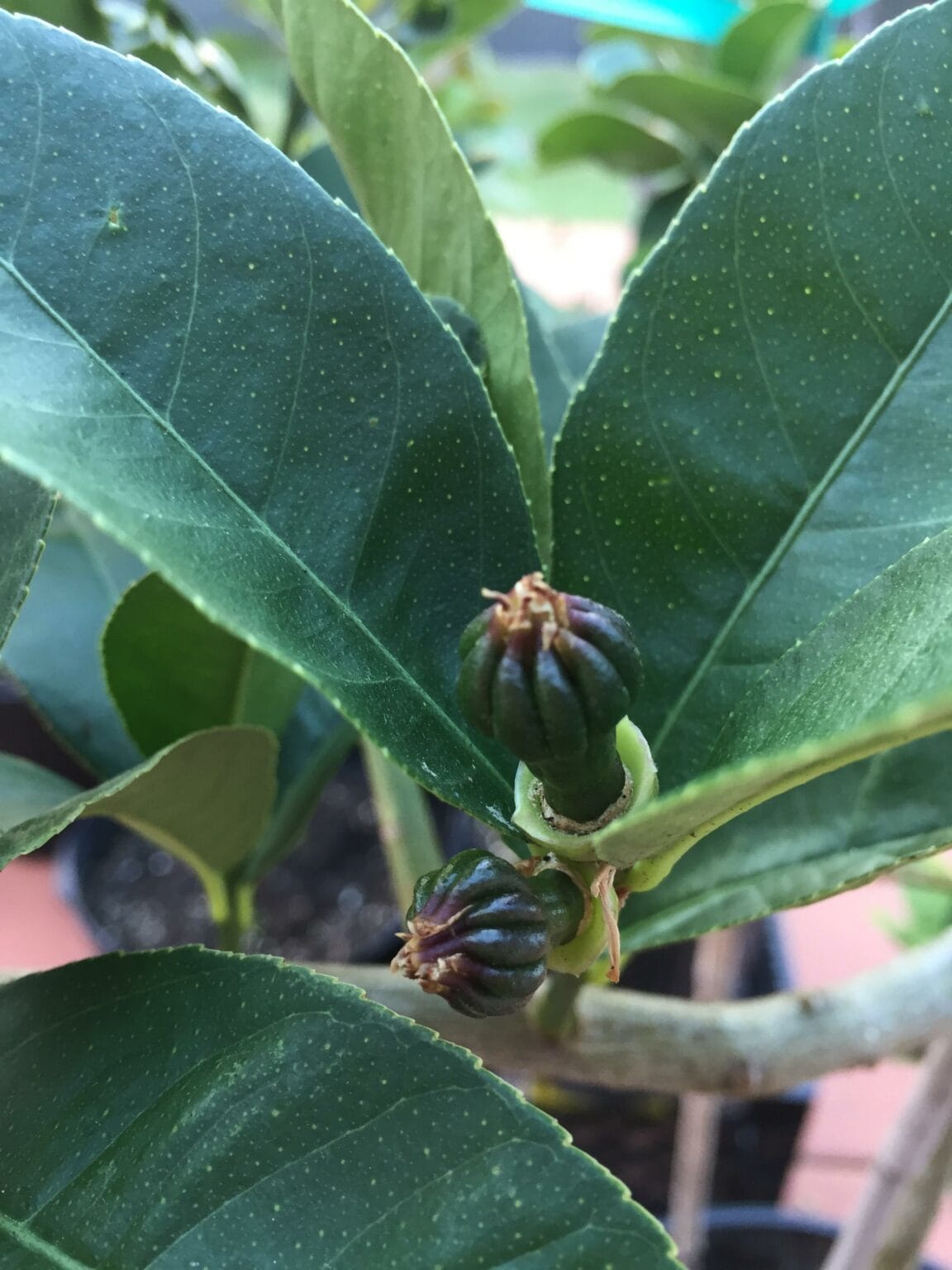 The Complete Guide to Growing and Using the Citron Buddha's Hand Plant