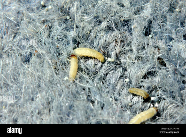 Conquering Clothes Moth Larvae in Carpet: A Complete Guide to Removal ...
