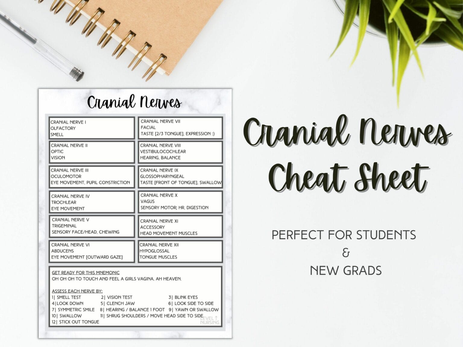 Mastering Cranial Nerves: Clean & Dirty Mnemonics Compared