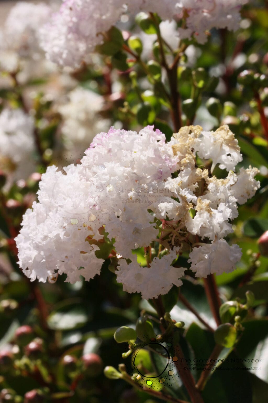 The Complete Guide to Crepe Myrtles: Varieties, Care, and Problem-Solving