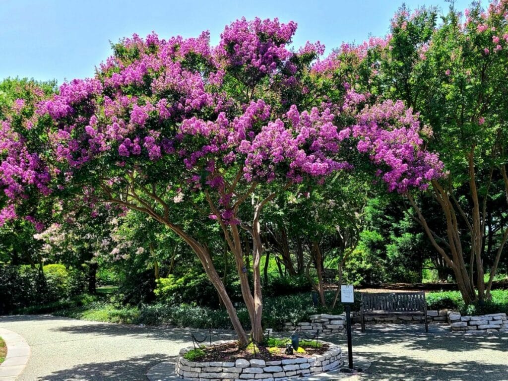 The Complete Guide to Crepe Myrtles: Growing, Care, and Varieties