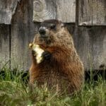Do Groundhogs Climb Trees? Unraveling the Myths and Understanding Their ...