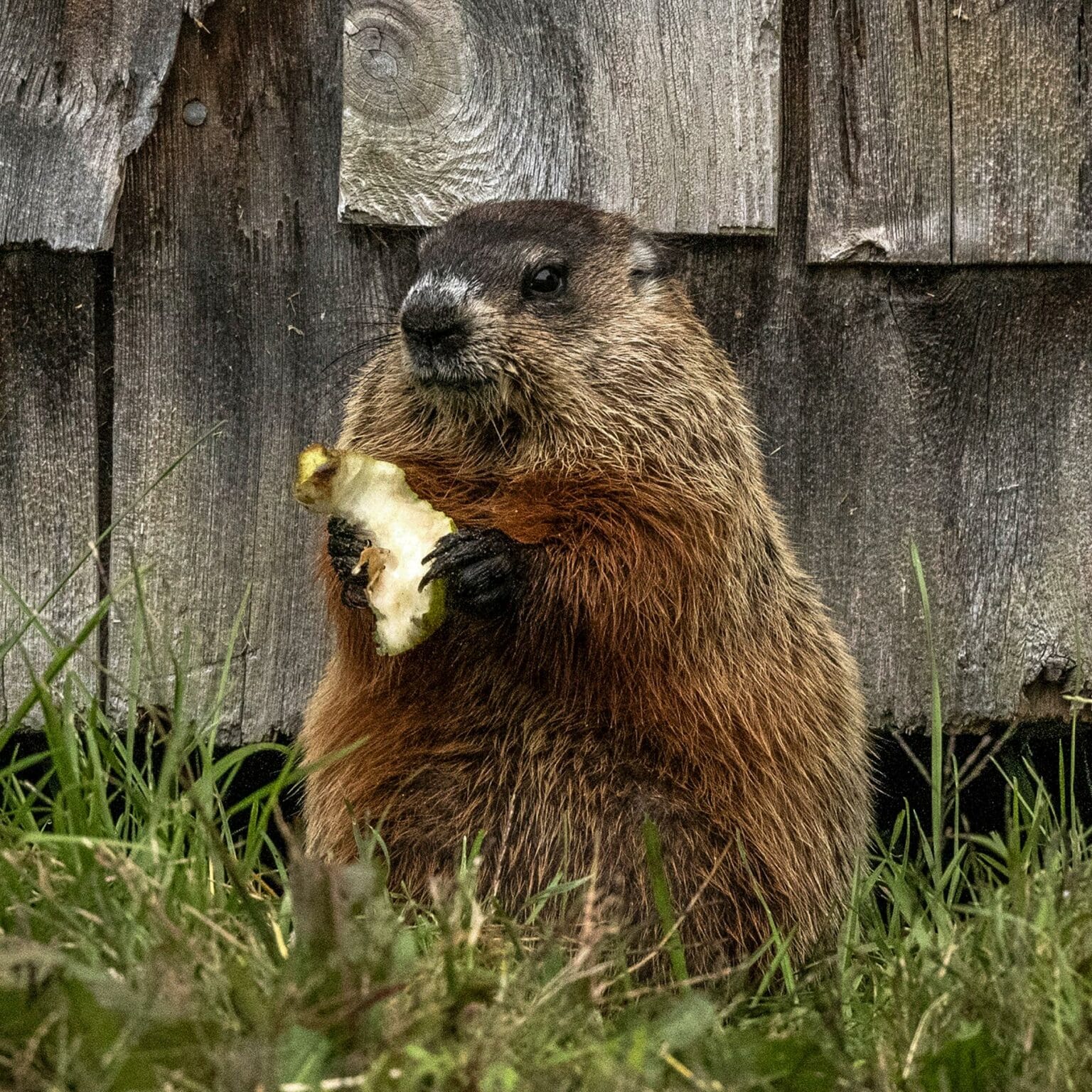 Do Groundhogs Climb Trees? Unraveling the Myths and Understanding Their ...