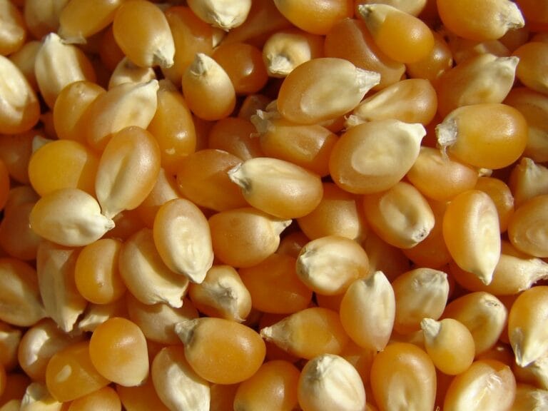 Do Popcorn Kernels Go Bad? The Shelf Life and Storage Guide