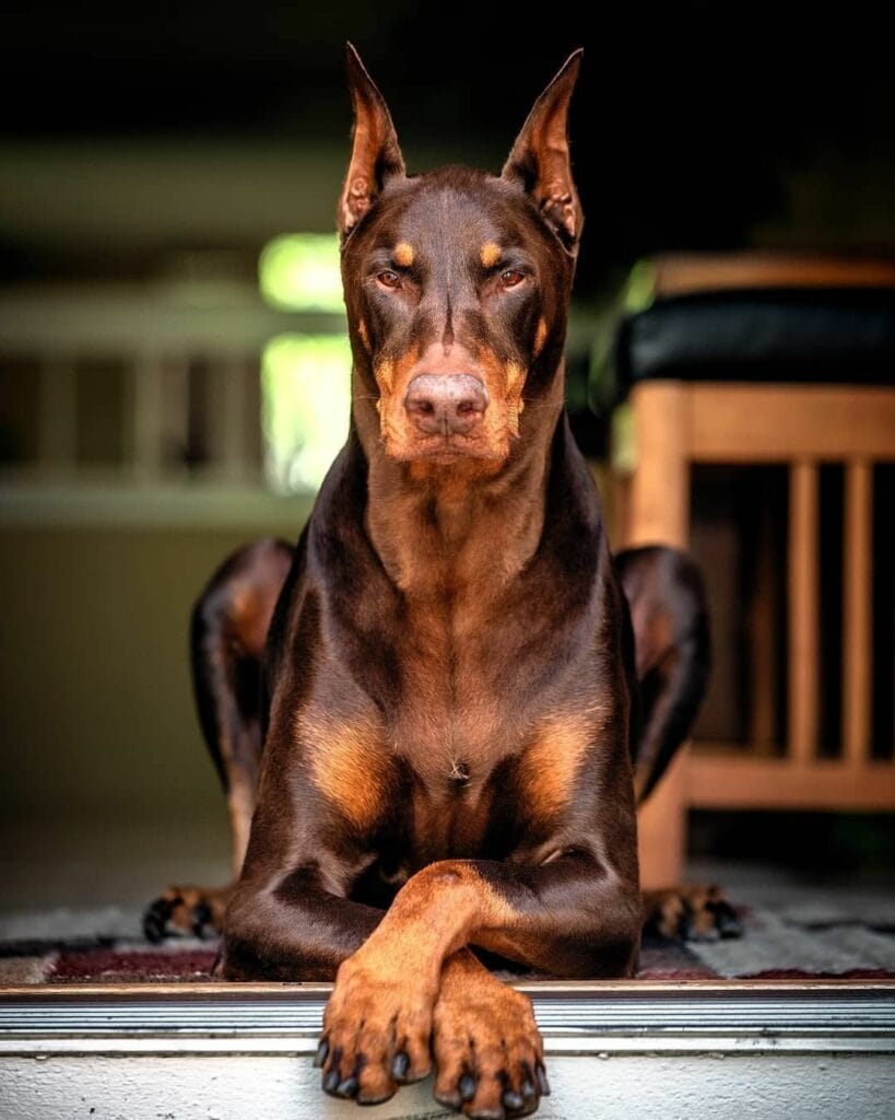 Doberman Pinscher Bite Force: Truth vs. Myth – A Comprehensive Guide