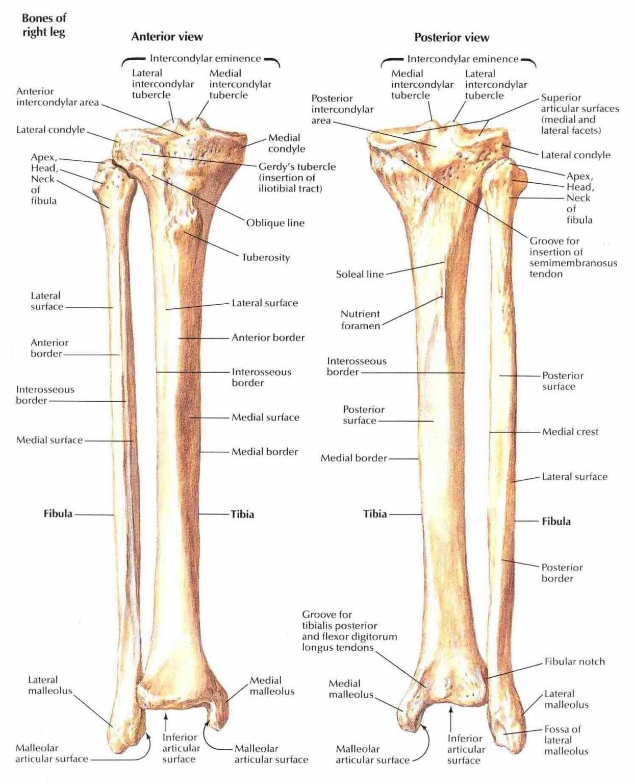 Understanding Your Fibula: Anatomy, Function, and Treatment Options