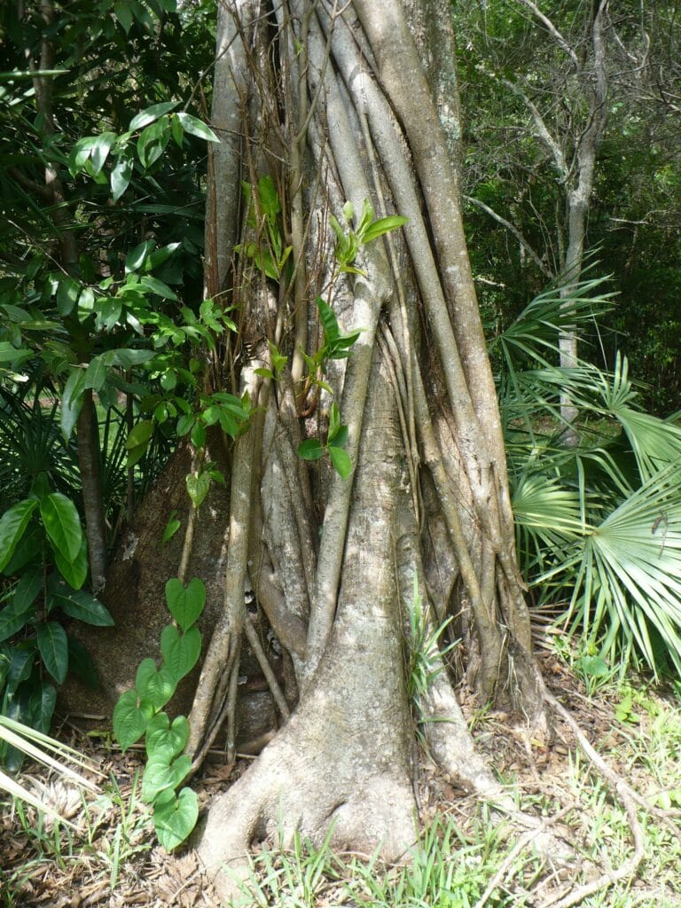 The Mysterious Life of the Ficus Strangler Fig: From Seed to Giant