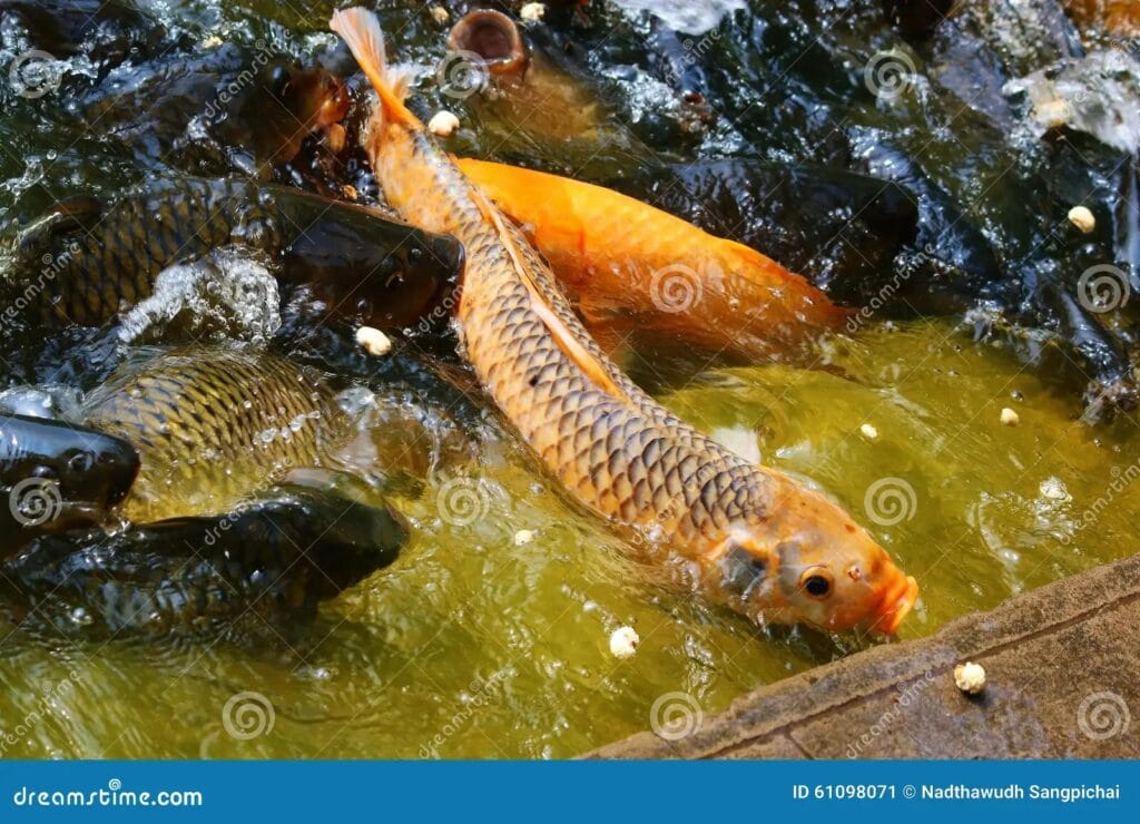 Fortune Fish & Gourmet Bensenville: Your Source for Premium Seafood