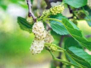 The Ultimate Guide to Fruitless Mulberry Trees: Benefits, Care ...
