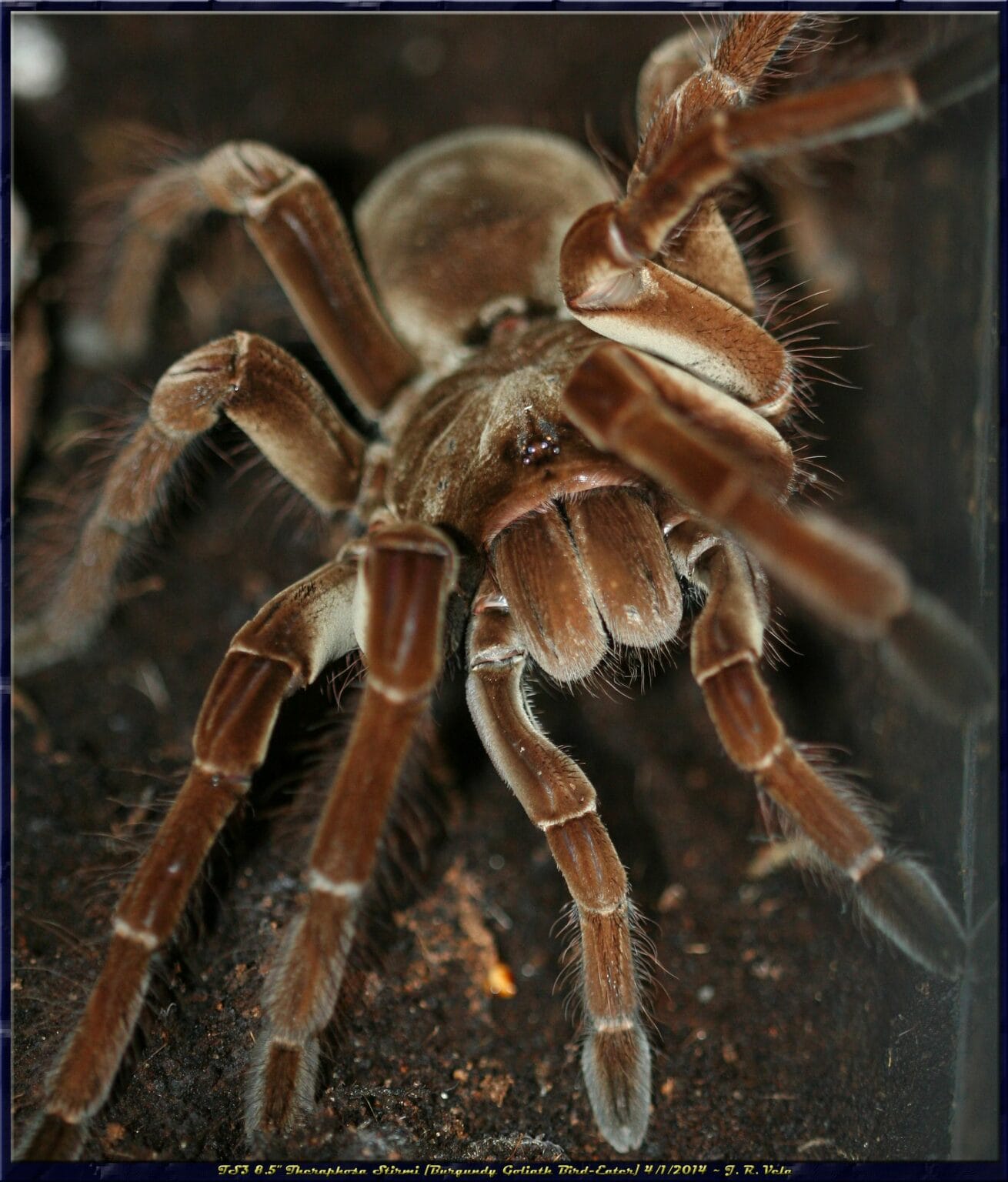 Goliath Birdeater Tarantulas for Sale: Find Your Giant Today!