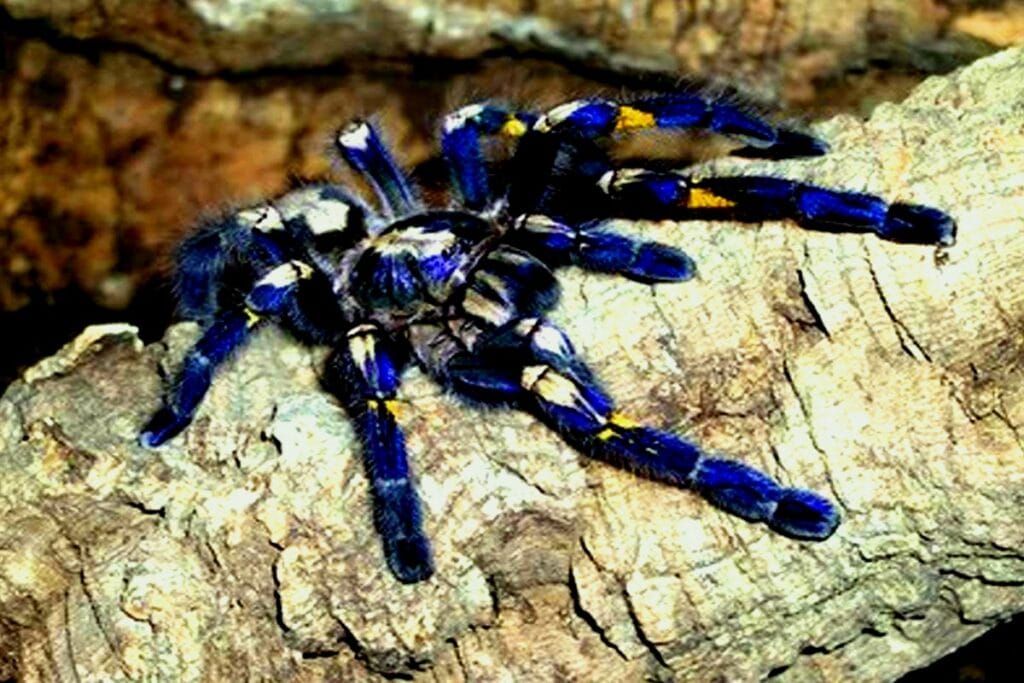 Gooty Sapphire Ornamental Tarantula: A Complete Guide (Care, Habitat ...