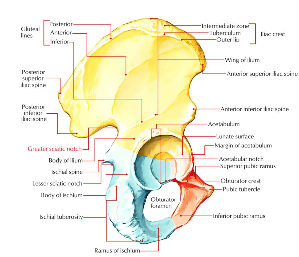 Understanding the Greater Sciatic Foramen: Anatomy, Function, and ...