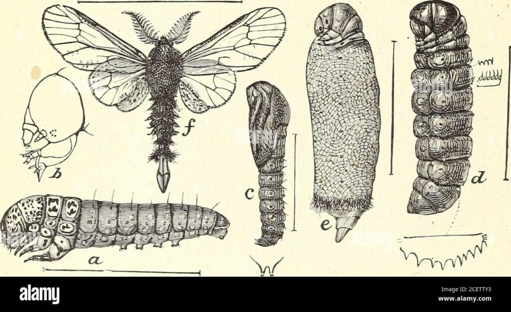 Hemerocampa Leucostigma (White-Marked Tussock Moth): A Complete Guide