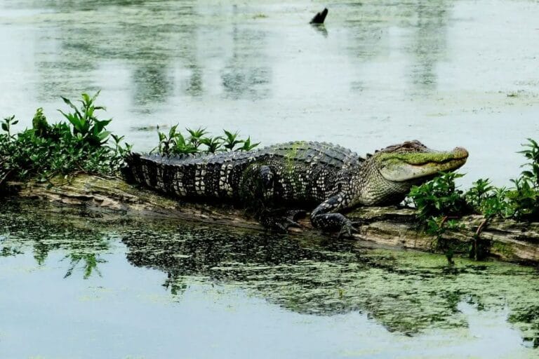 How Long Can Alligators Hold Their Breath? Unveiling the Secrets of ...