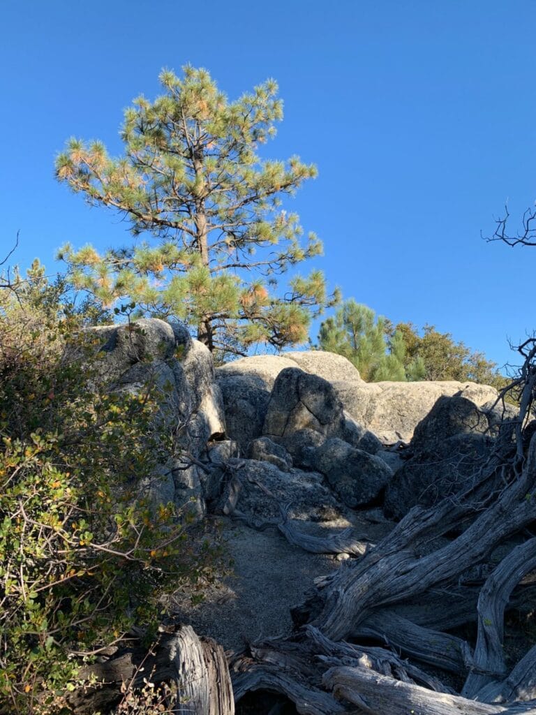 Idyllwild Nature Center: Your Guide to Trails, Family Fun, and Mountain ...