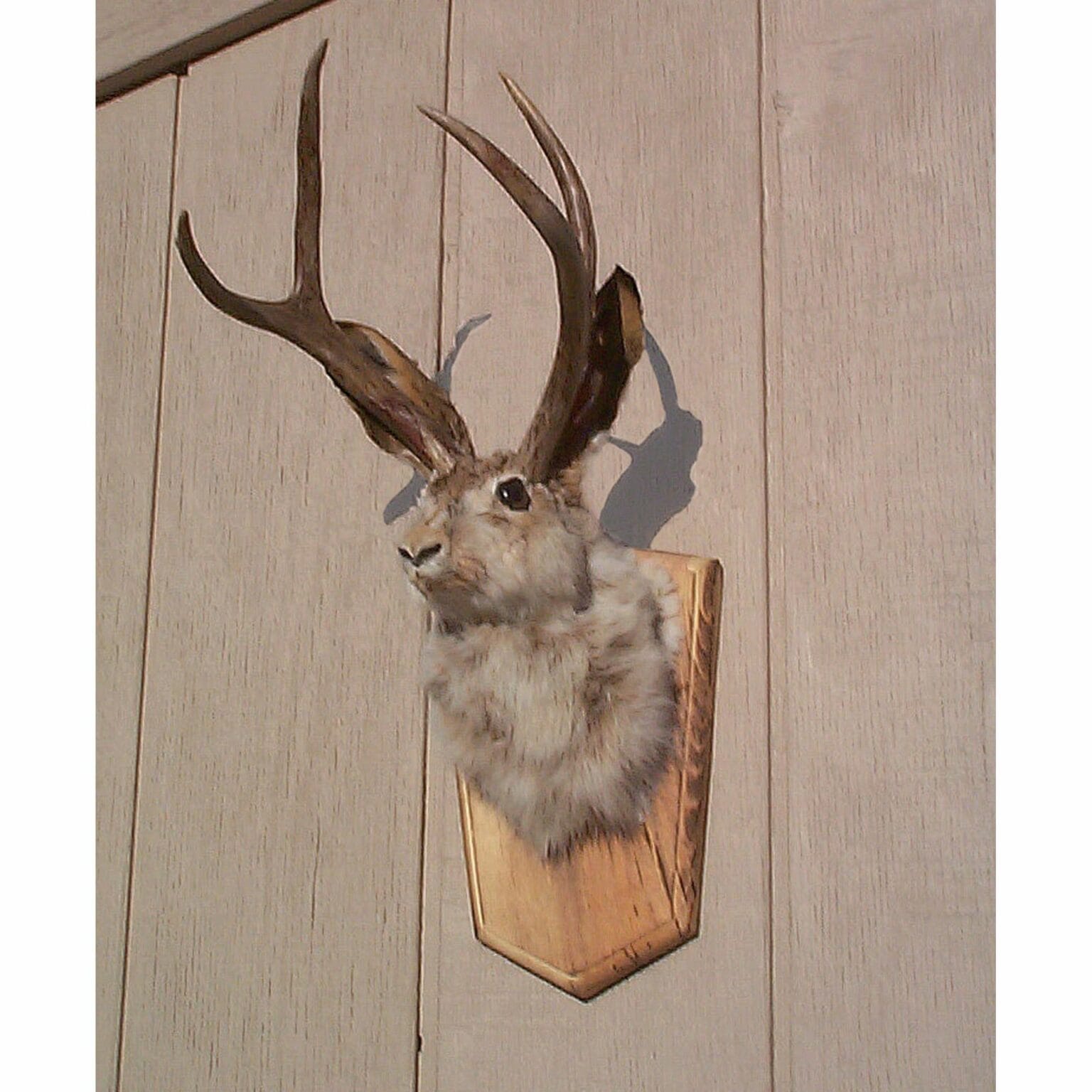 Jackalope Mounts: A Guide to Finding Your Own Mythical Creature