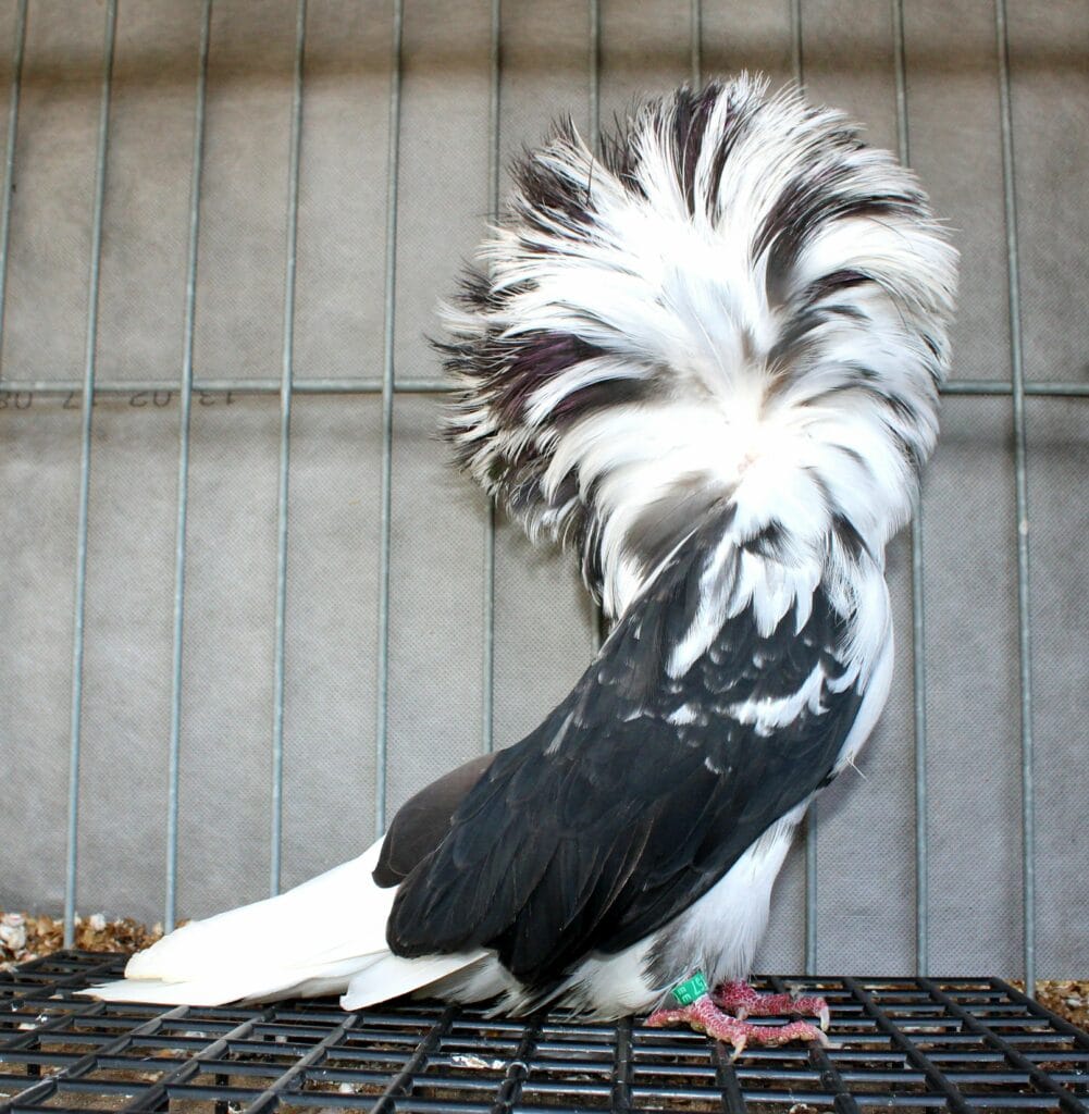 Jacobin Pigeon: A Comprehensive Breed Guide with Stunning Photos and Expert Care Tips