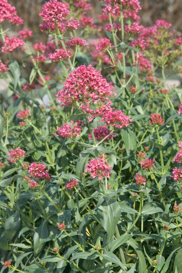 Jupiter's Beard (Red Valerian): A Gardener's Guide to Growing and Care