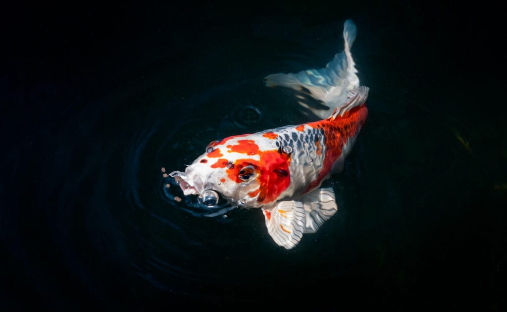 The Secrets to a Long Koi Life: Unlocking the Potential of Your Pond's ...