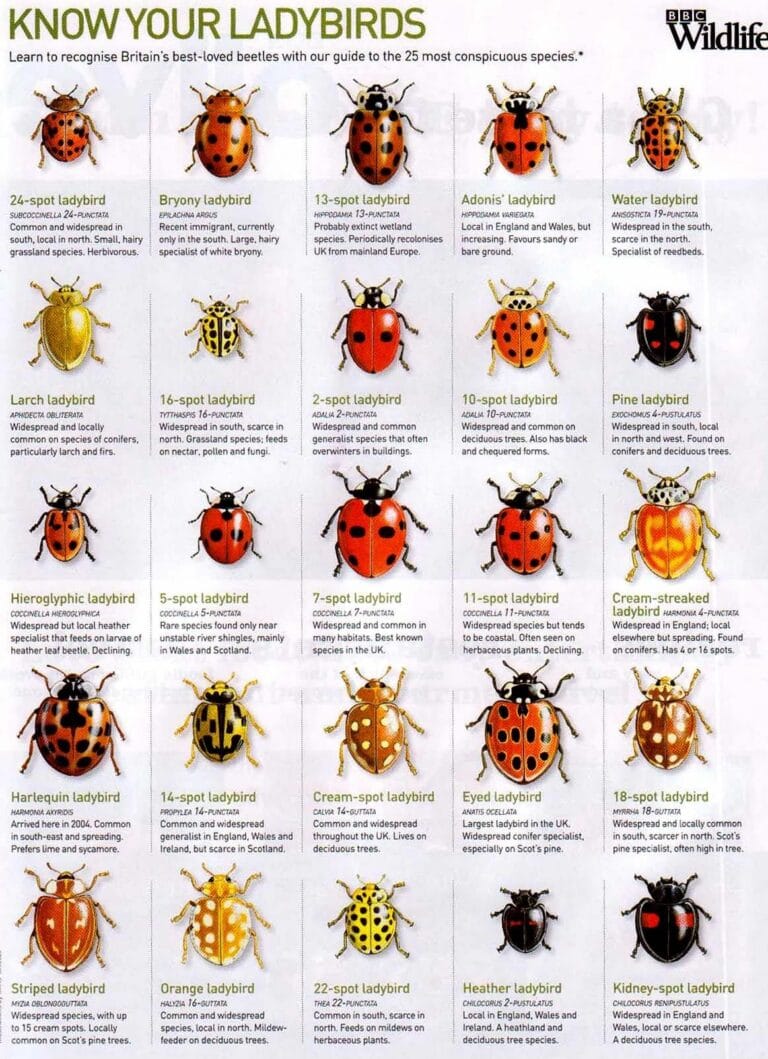 The Ladybird Fact File: A Comprehensive Guide to These Beloved Beetles