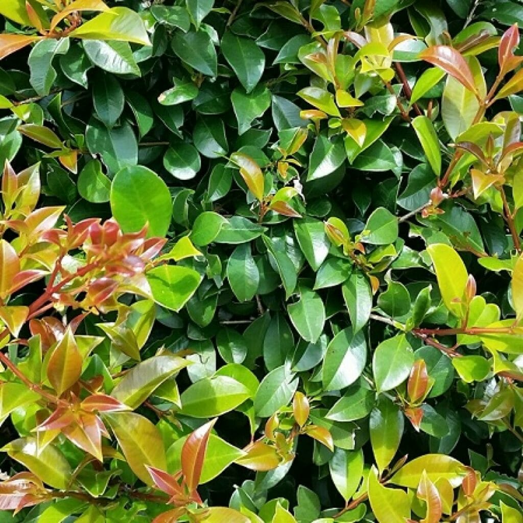 Lilly Pilly (Syzygium): The Complete Guide to Varieties, Care & Landscaping