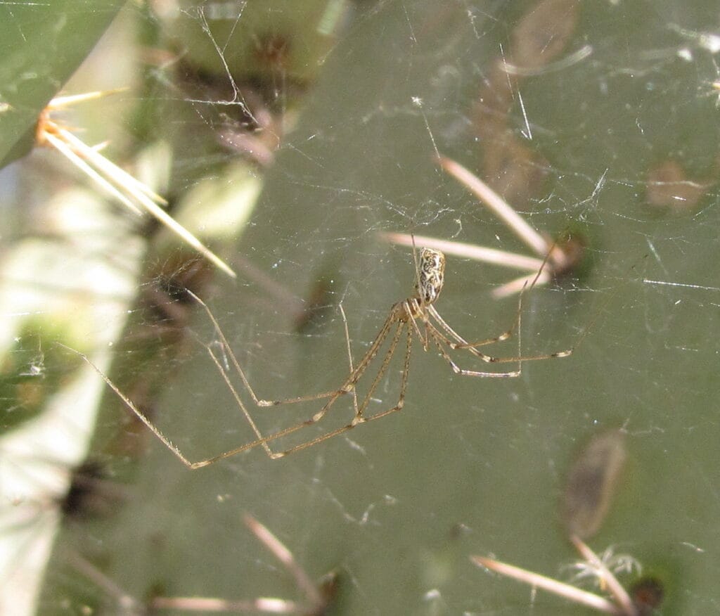 Marbled Cellar Spider Identification: Facts, Habitat & Behavior
