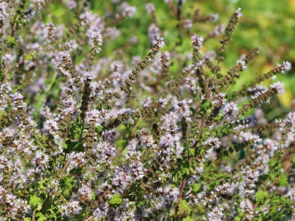 A Comprehensive Guide to Growing and Using Mentha Varieties