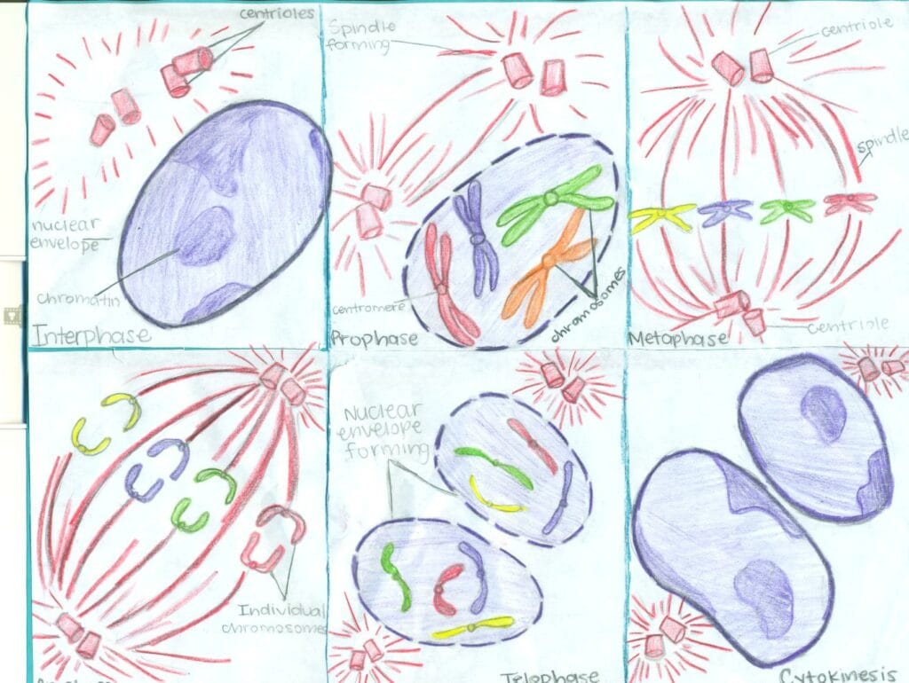 Mitosis Flip Book: A Hands-On Guide to Understanding Cell Division