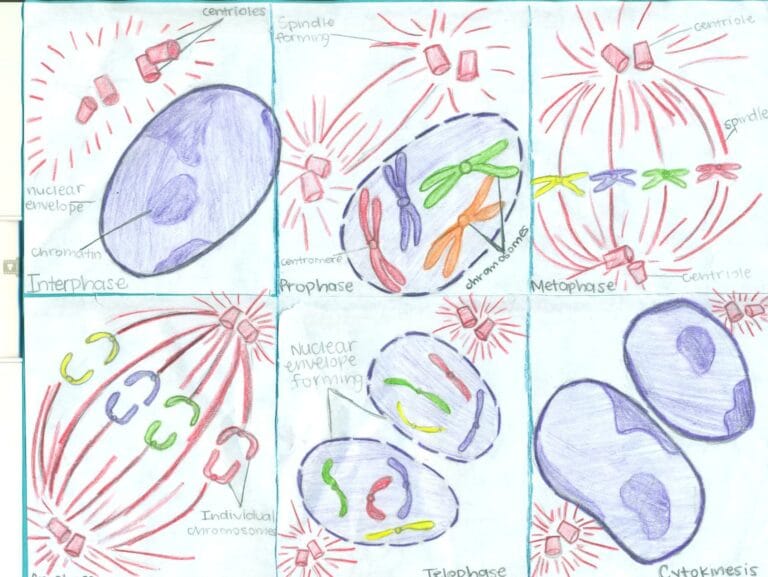 Mitosis Flip Book: A Hands-On Guide to Understanding Cell Division