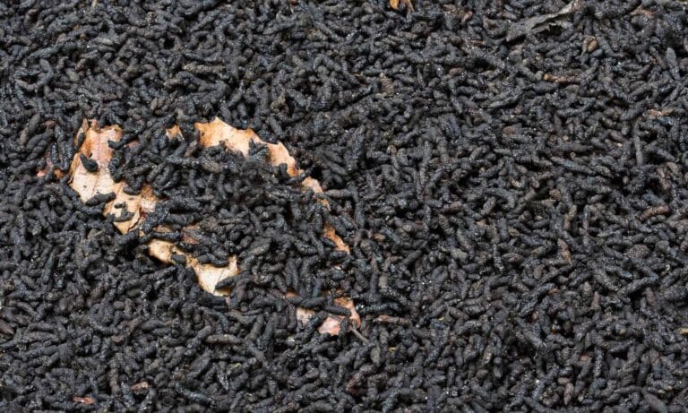 Mouse Droppings Images: Identification, Dangers & Safe Removal Guide